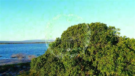 Green Trees By Lake With Circular Digital Animation Overlaying Scene