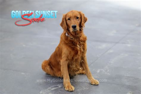 Golden Sunset Sadie My Golden Retriever Puppies