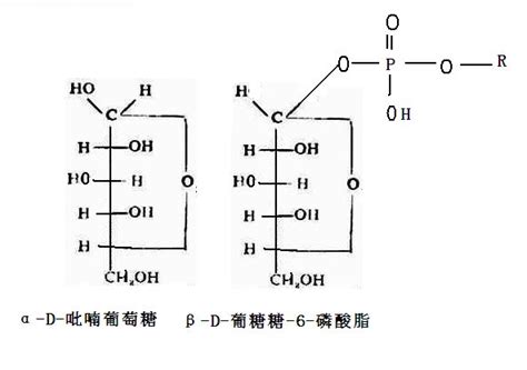 6 磷酸果糖结构式 千图网
