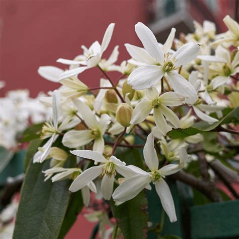 Eazy Plants The Online Garden Centre Clematis Armandii Apple