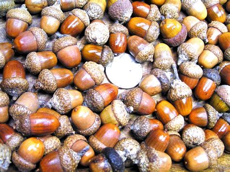 100 Miniature Oak Tree Acorns With Caps For Craft Supplies Sealed