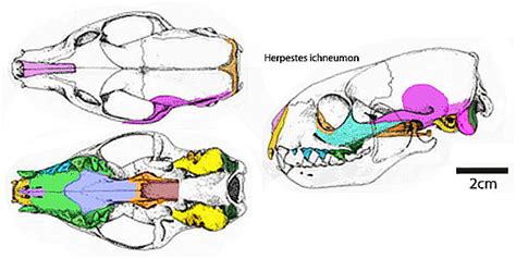 Herpestes Mephitis And Cryptoprocta