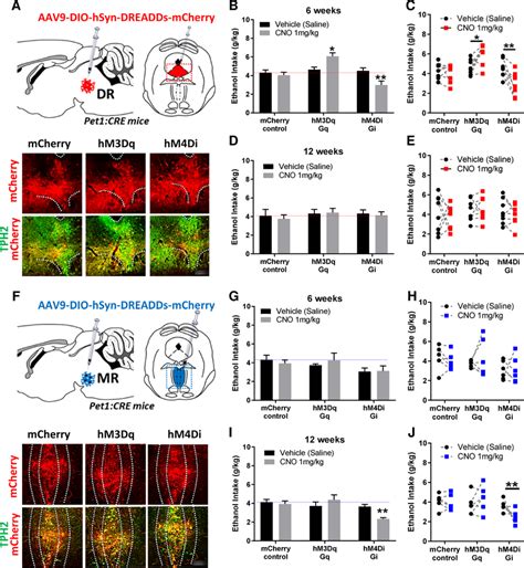 Chemogenetic Modulations Of Dorsal And Median Raphe 5 Ht Neuron Download Scientific Diagram