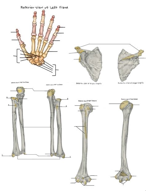 Biol 2520 Appendicular Skeleton Pectoral Girdle And Upper Limbs