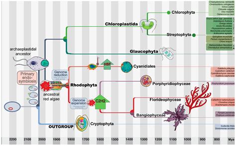 General Characteristics And Classification Of Algae Youtube