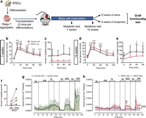 Dulaglutide Improves Wolfram Syndrome Ipsc Beta Like Cell Function A