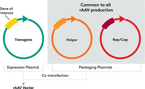 Viral Vector Plasmids