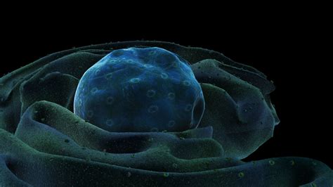 3d Model Nucleus Cell Endoplasmic Reticulum