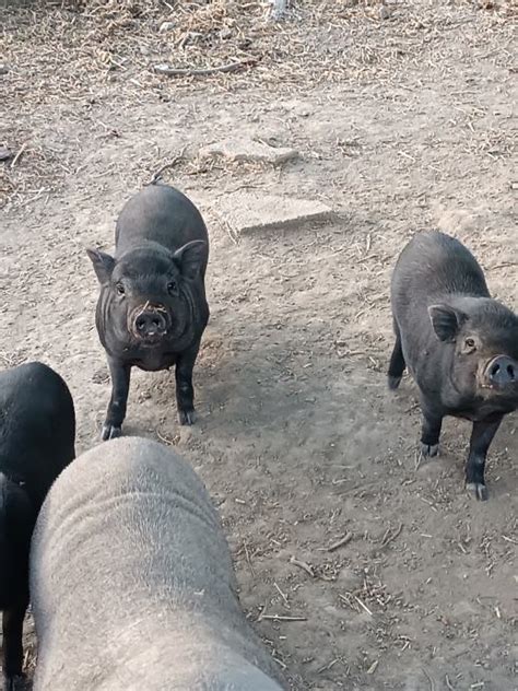 Mini Ameriški Pujski