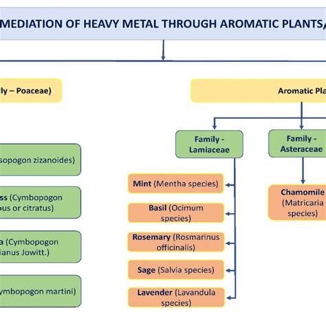 Different Aromatic Plantsgrasses For The Phytoremediation Of Hms