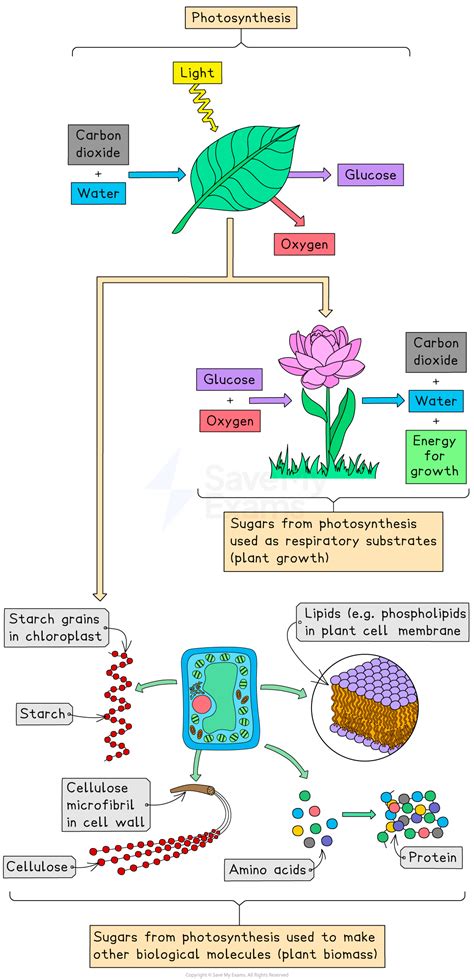 Alevel Biology Aqa Notes Photosynthesis Alevel Notes