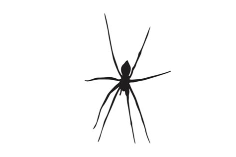 Spider Outline Pngs For Free Download