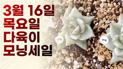 판매완료 예쁜 다육이 구경하세요 L ☀️3월 16일 금다육 모닝세일☀️ 다육이 금다육 다육 다육이창 다육이키우기