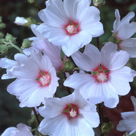 Buy Lavatera Barnsley At Uk