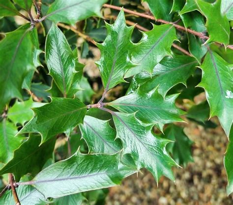 Osmanthus Purple Holly Plants For Spaces