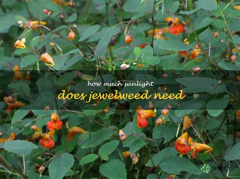 Uncovering The Optimal Amount Of Sunlight For Jewelweed Growth Shuncy