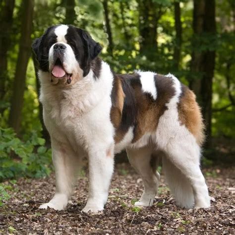 Son Buenos Los San Bernardos Con Otros Perros