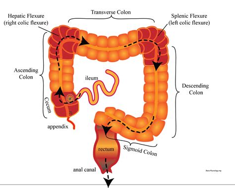 E6 The Colon