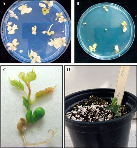 Maintenance Of Embryogenic Capacity And Plant Regeneration Of Holm Oak