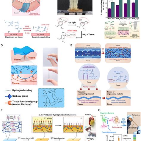 Overview Of Principles And Designs For Hydrogel Tissue Adhesion