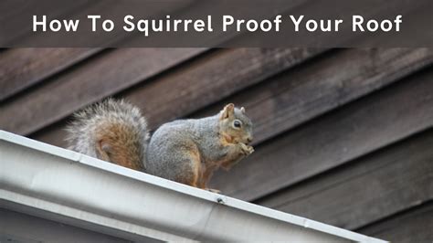 Squirrel On Flat Roof At Gary Razo Blog