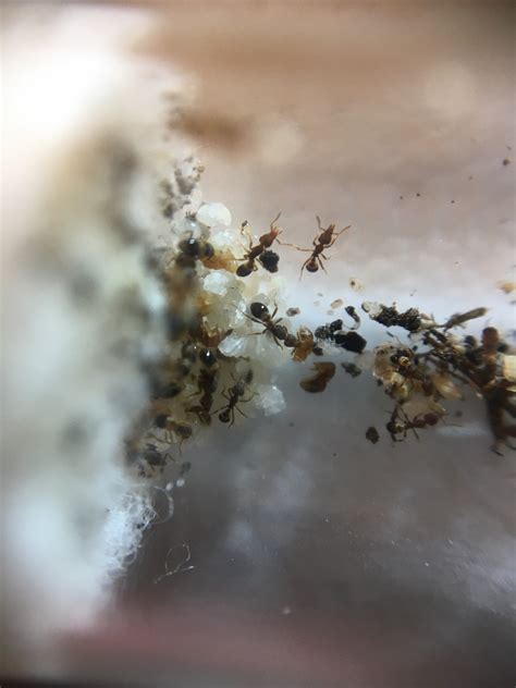 Catsnantss Strumigenys Spp Journal 7 15 2020 Discontinued Now Separate Journals Ant