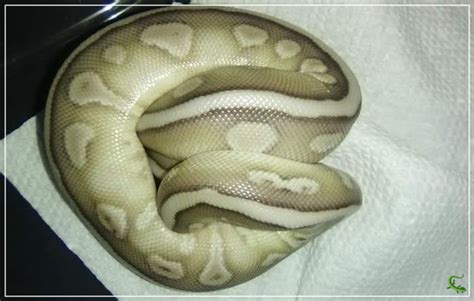Why Is My Ball Python Balled Up Reptile Jam