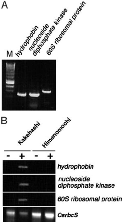 A Rt Pcr Of M Grisea Genes Encoding Hydrophobin Nucleoside Download Scientific Diagram