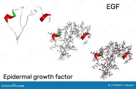 Epidermal Growth Factor Egf Signaling Protein Molecule 3d Rendering