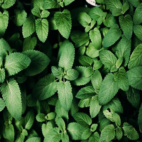 Peppermint St Francis Herb Farm