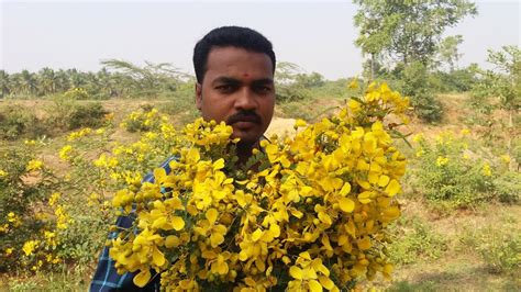 Avarampoo Tree Or Plant She Knows A Lot About Different Plants Madencilik