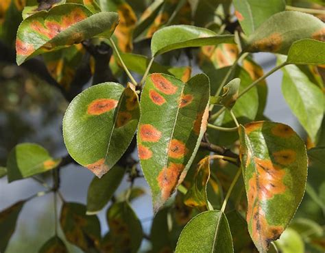How To Deal With Plant Rust Fungus In Your Garden