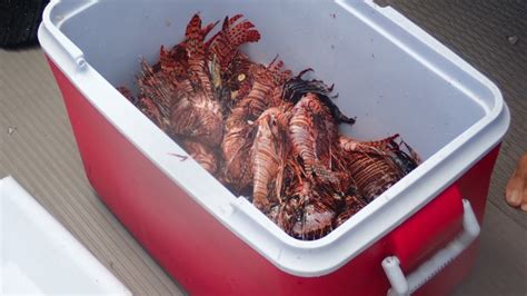 Locals Use Unexpected Technique To Combat Harmful Fish Species The