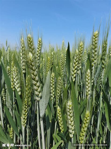 麦穗摄影图田园风光自然景观摄影图库昵图网