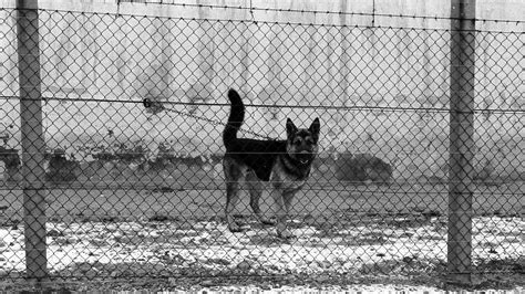 The Forgotten Dogs Of The Berlin Wall What Became Of Them