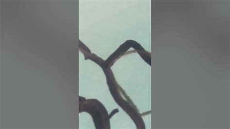 Spongebob Growup Drawind With Squarepants☺️☺️ Youtube