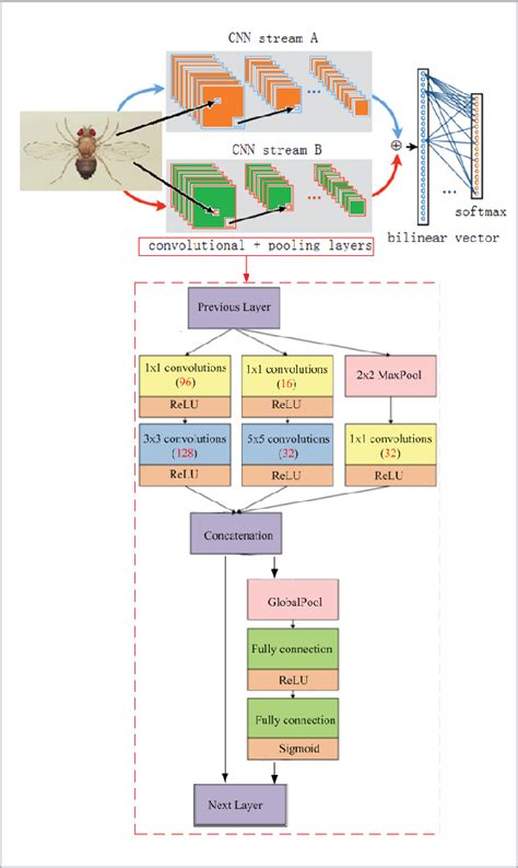 Figure 1 From Classification For Fruit Fly Images Using Convolutional