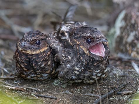 Diabolical Nightjar Eurostopodus Diabolicus Birds Of The World