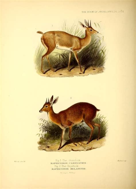 Raphicerus Campestris And Raphicerus Melanotis