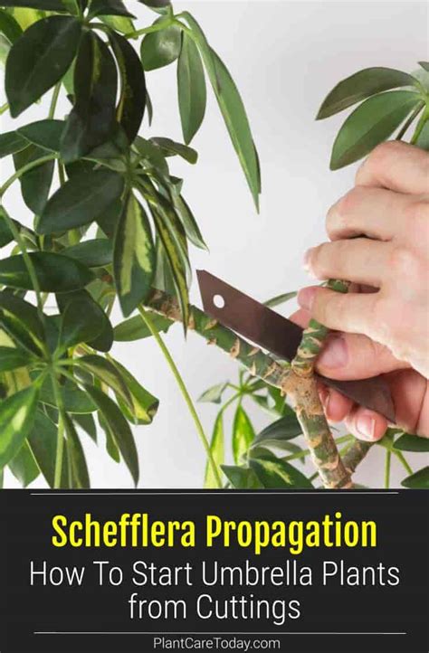 Schefflera Propagation How To Propagate Schefflera Plants From Cuttings
