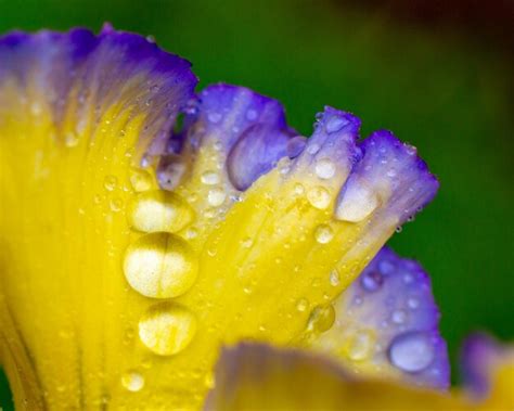 Premium Photo Close Up Of Wet Purple Flower