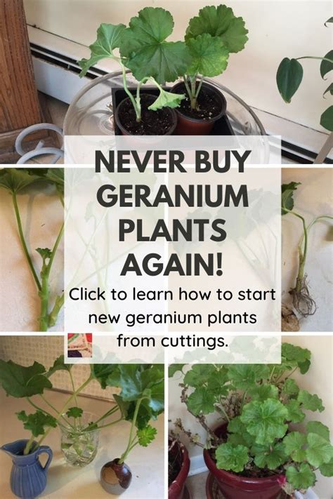 Best 13 How To Propagate Geraniums From Cuttings Artofit