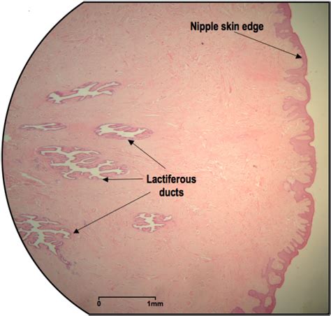 Kathrynoriellybiol3500 October 2013