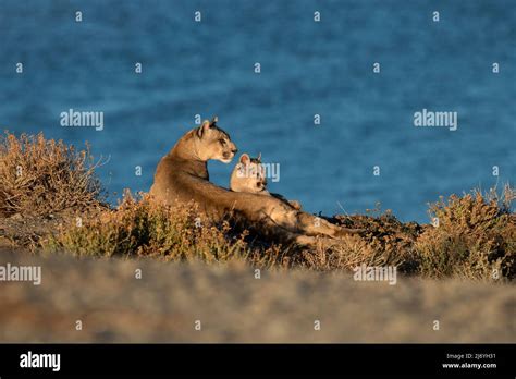 A Female Puma With Its Cub Stock Photo Alamy