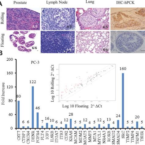 Rolling Pca Cells Demonstrate Higher Metastatic Behavior In Vivo And