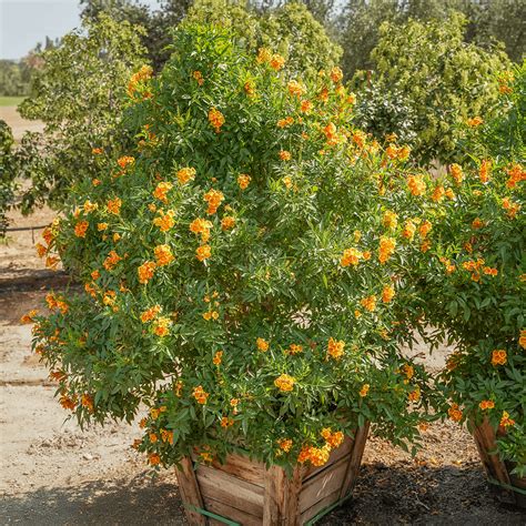 Orange Jubilee Hedges Moon Valley Nurseries