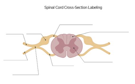Anatomy Lab Spinal Cord Cross Section Spinal Nerve Diagram Quizlet