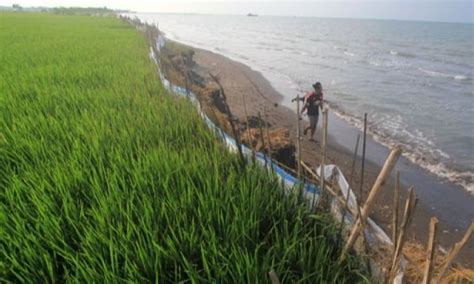 Brin Satu Juta Hektare Lahan Pertanian Terdampak Salinitas