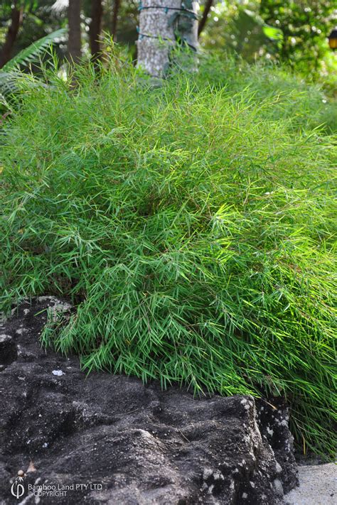 Pogonatherum Paniceum Panda Grass