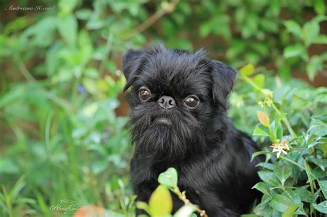 גור גריפון ברבנסון פטפיינדר